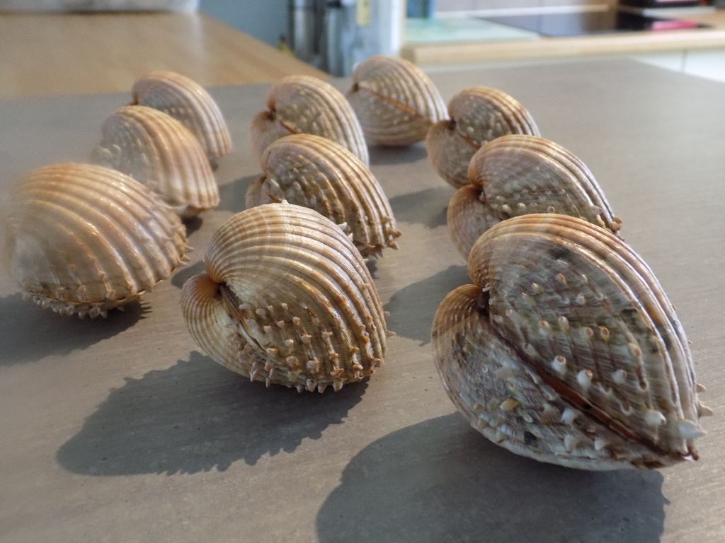 CARDIIDAE ACANTHOCARDIA ACULEATA à l unitée | Nautilus 2